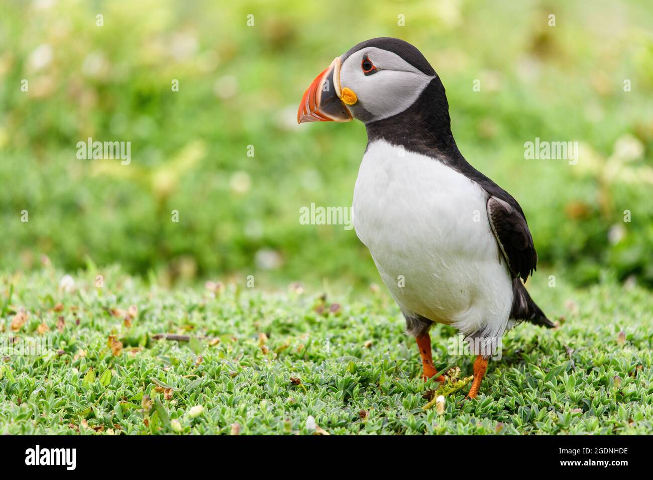Wild sea birds hi-res stock photography and images - Alamy