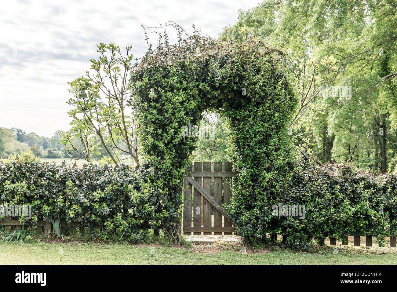 Outdoor backyard or front yard gate covered in greenery Stock Photo - Alamy