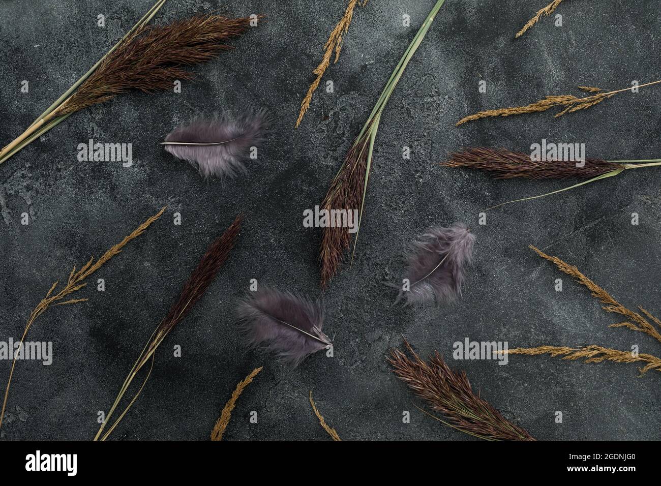 Reeds foliage branches with feathers on dark background. Flat lay, top ...