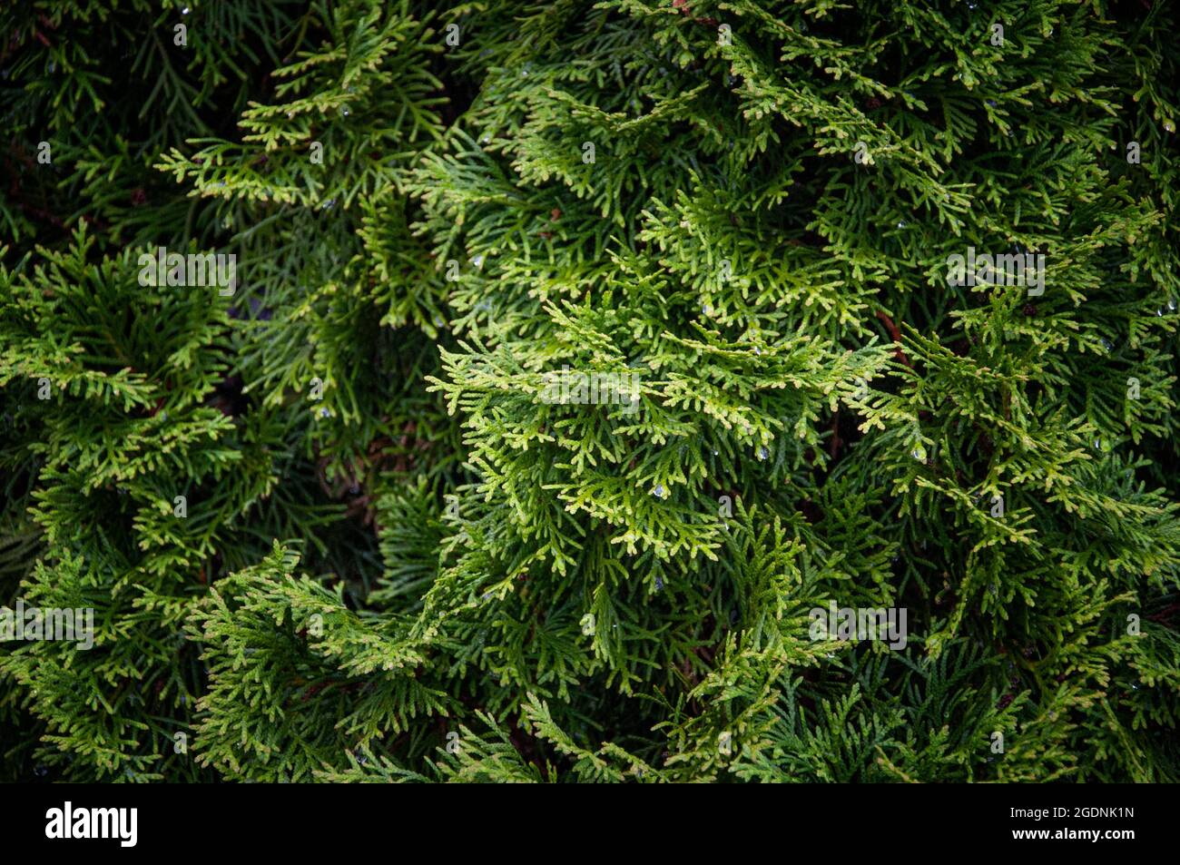 Thuja trees hi-res stock photography and images - Alamy