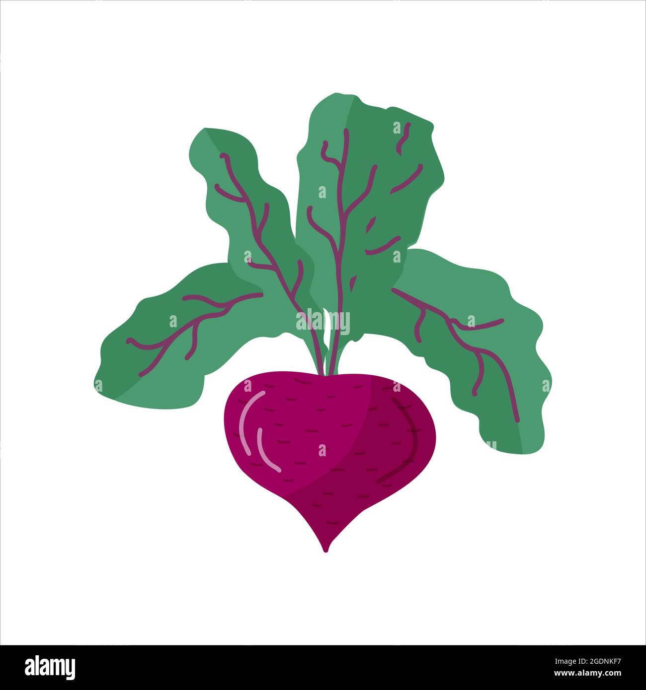 Beet Clipart