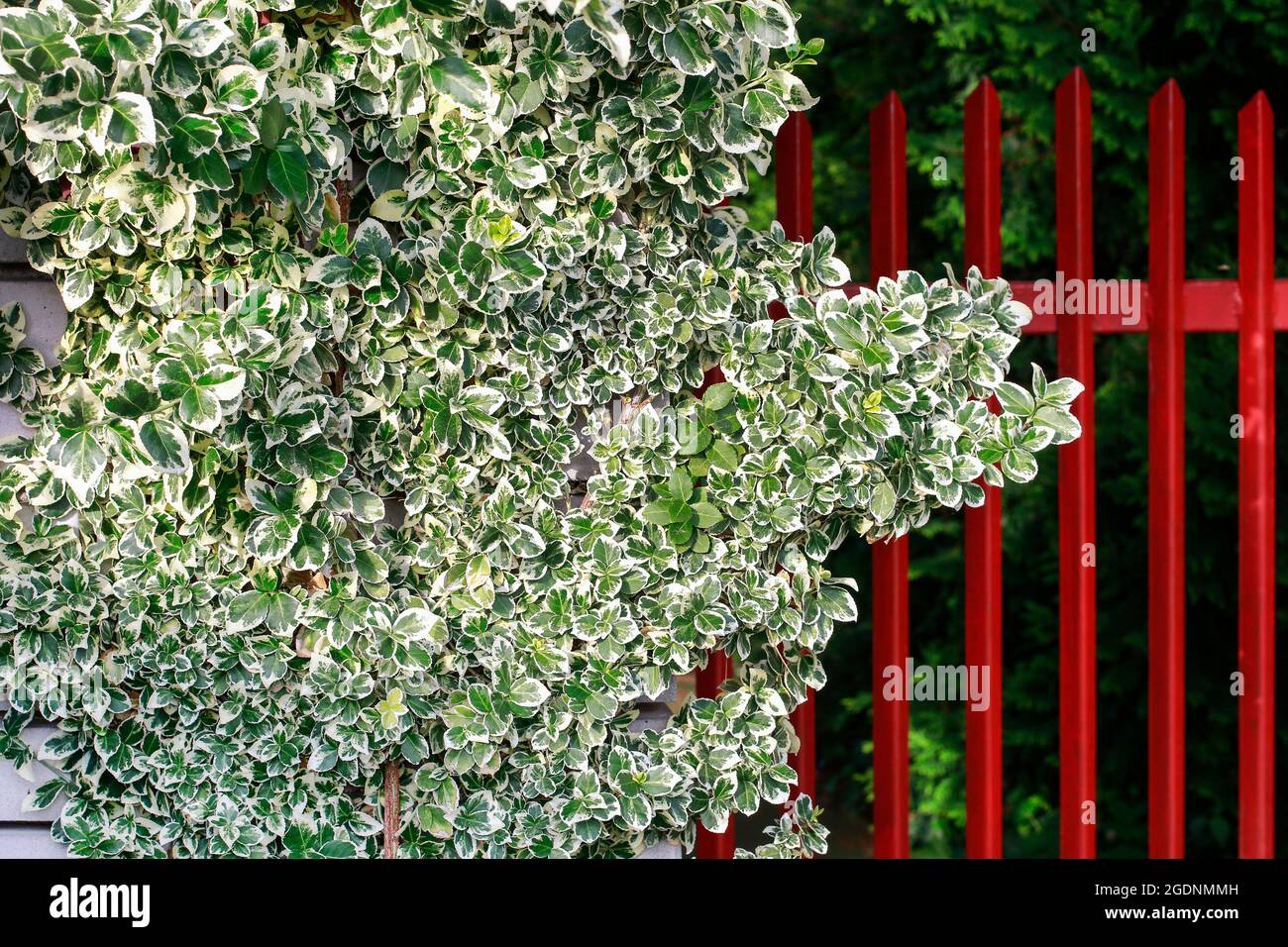 Euonymus fortunei (common names spindle or Fortune's spindle, winter ...