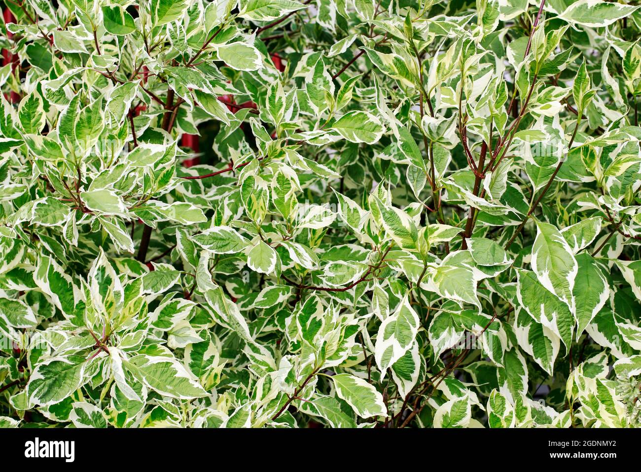 Euonymus fortunei (common names spindle or Fortune's spindle, winter ...