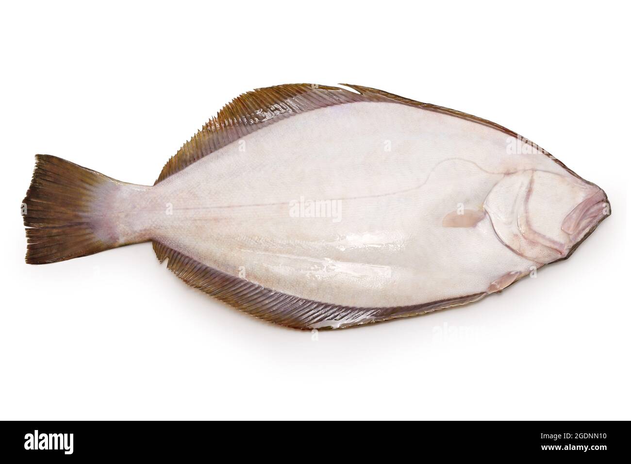 Hirame, Japanese flatfish, back side Stock Photo - Alamy