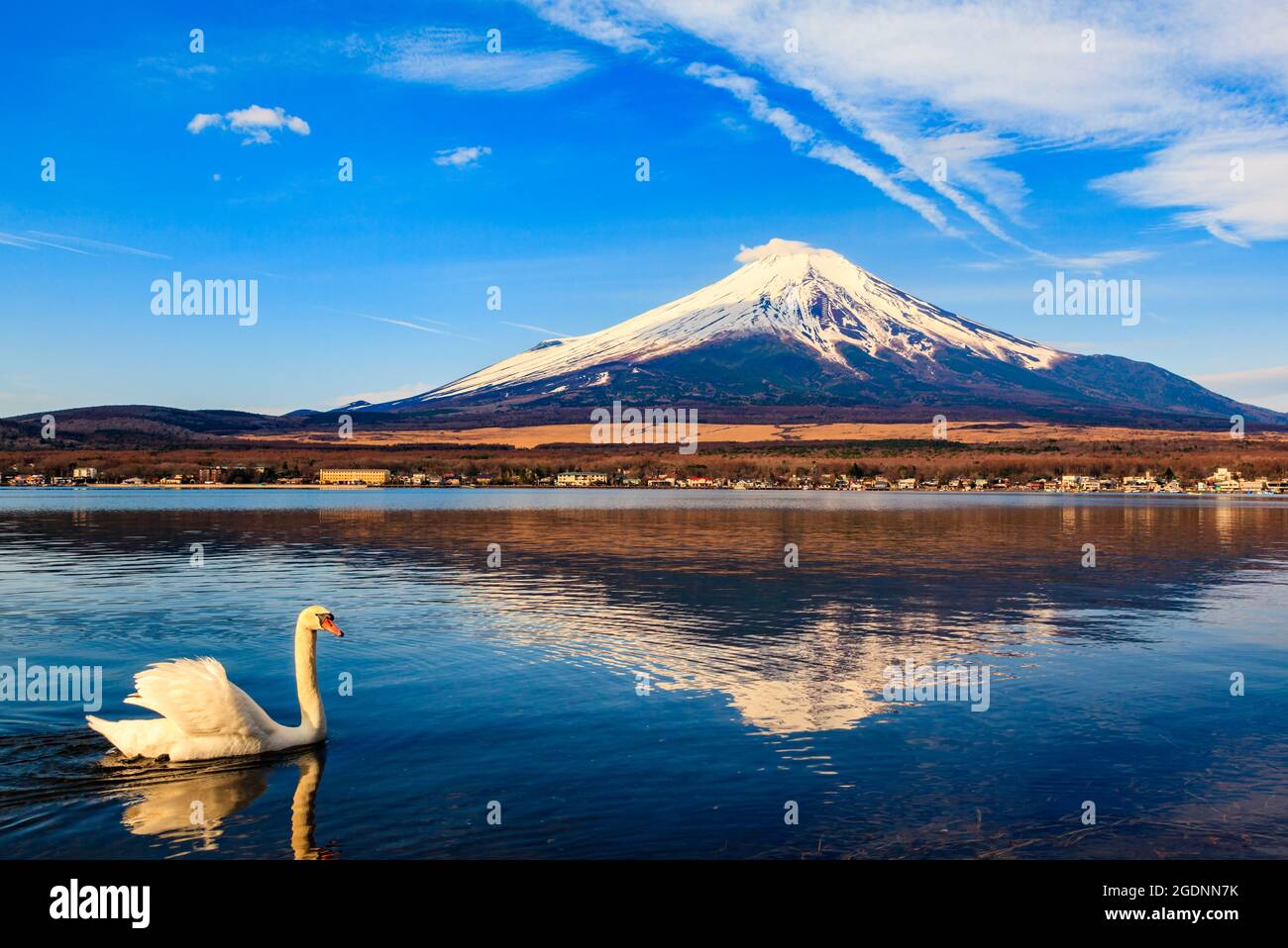 White Swan with Mount Fuji at Yamanaka lake, Yamanashi, Japan Stock ...