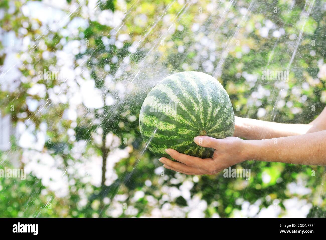Washing watermelon, outdoors Stock Photo - Alamy