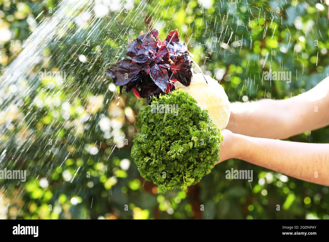 Washing vegetables, outdoors Stock Photo - Alamy