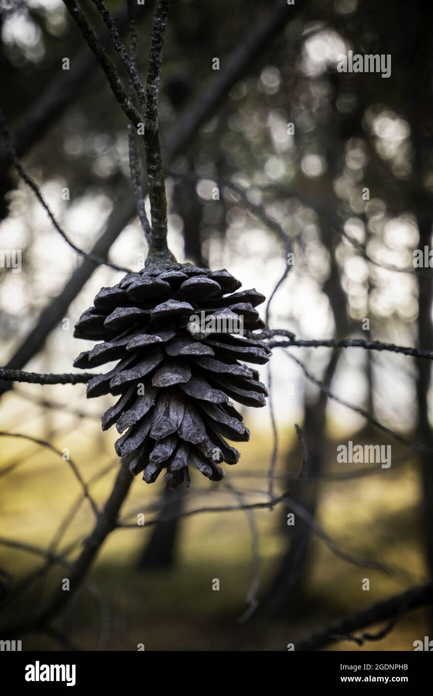 Detail of the dried fruit of a pine tree, nature and environment Stock ...