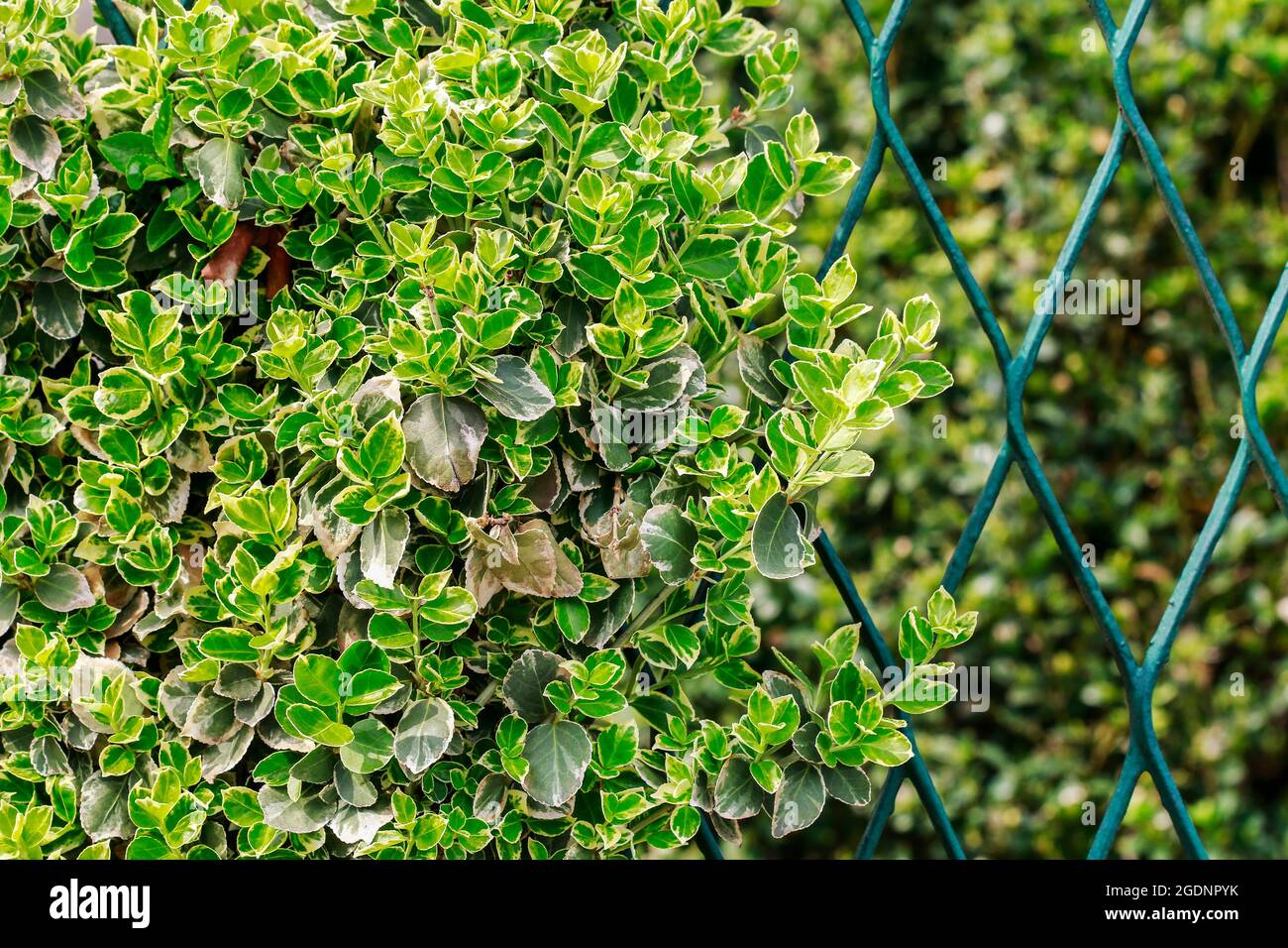 Euonymus fortunei (common names spindle or Fortune's spindle, winter ...