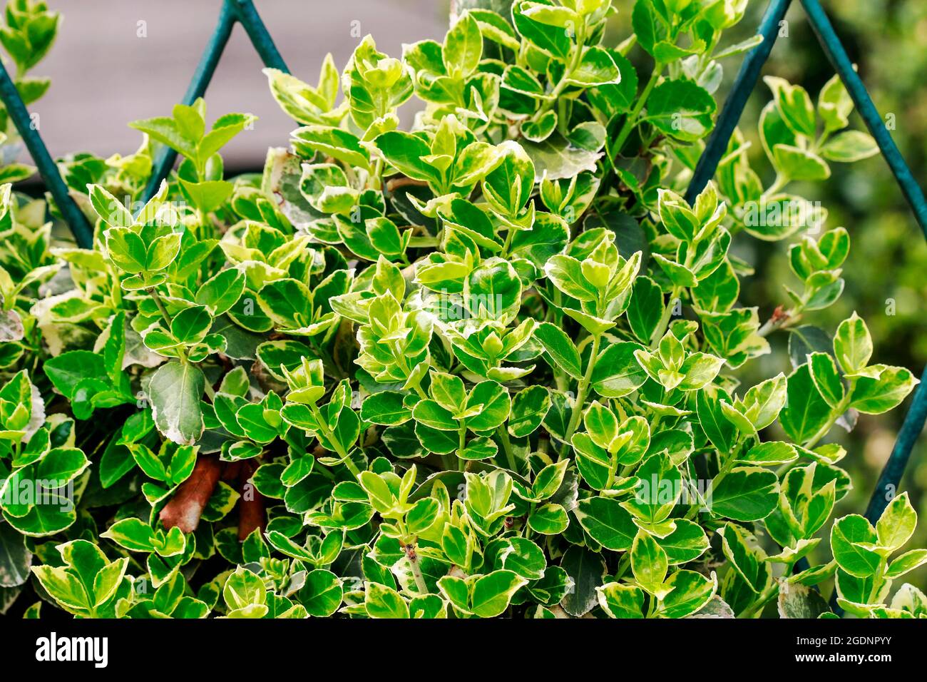 Euonymus fortunei (common names spindle or Fortune's spindle, winter ...