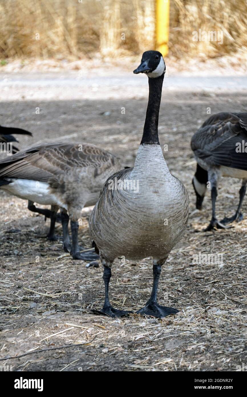 Vertical shot of the goose standing on the ground and looking forward ...