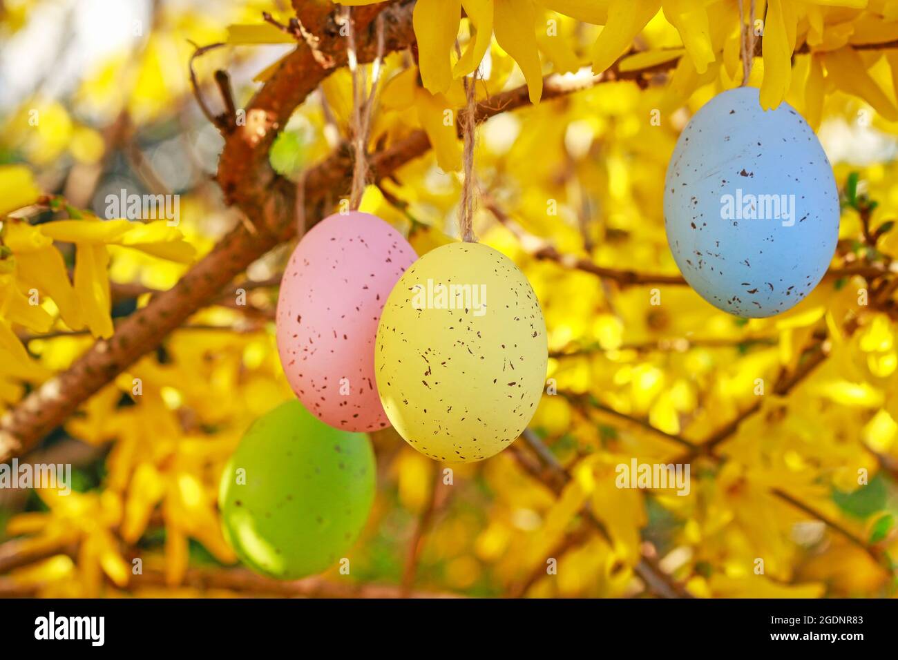 Colorful easter eggs hanging on the forsythia shrub in the garden ...