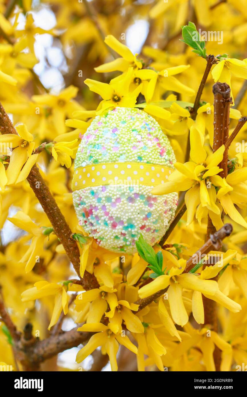 Colorful easter eggs hanging on the forsythia shrub in the garden ...