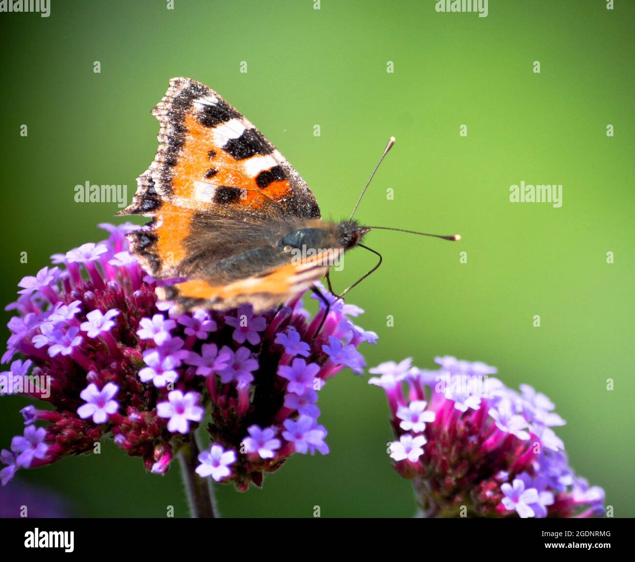 Small tortoise shell butterfly (Aglais urticae) on a verbena ...