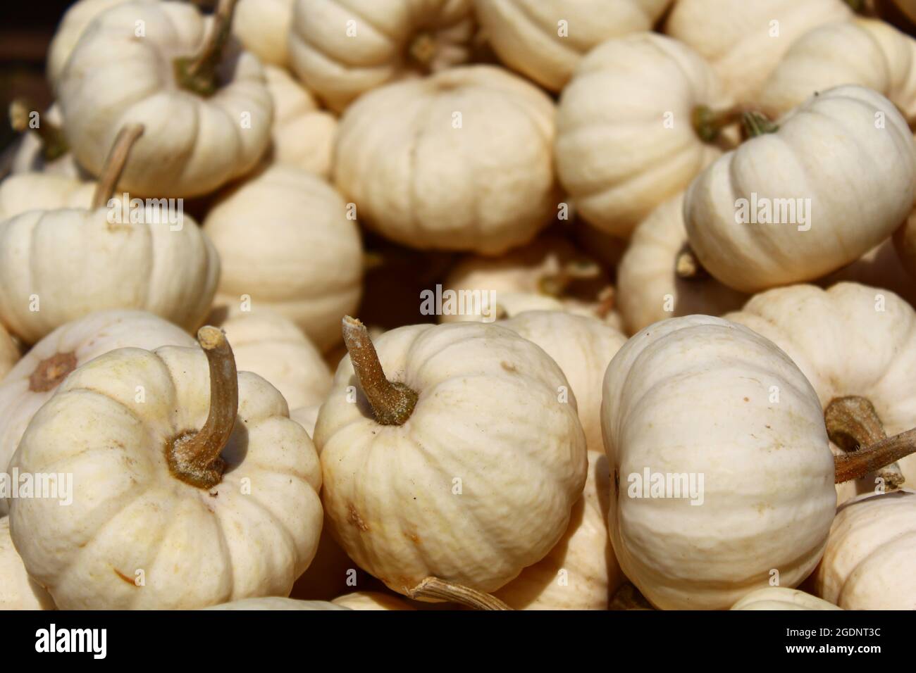 many white mandarin pumpkins on a market Stock Photo - Alamy