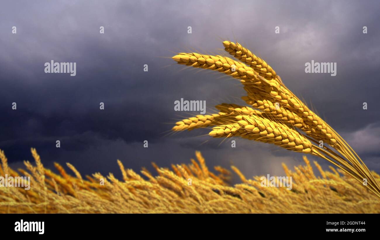 wheat spikelets field with stormy clouds , cgi nature 3D rendering ...