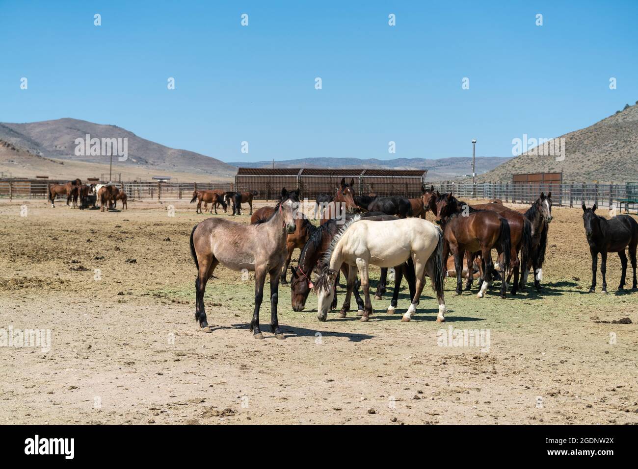 National Wild Horse and Burro Center at Palomino Valley Stock Photo - Alamy