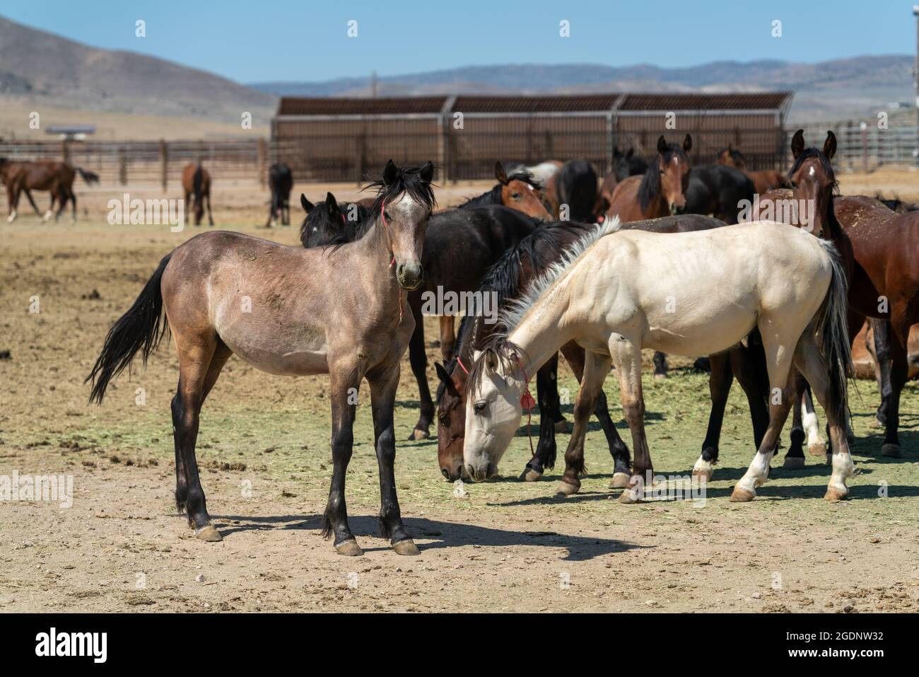 National Wild Horse and Burro Center at Palomino Valley Stock Photo - Alamy