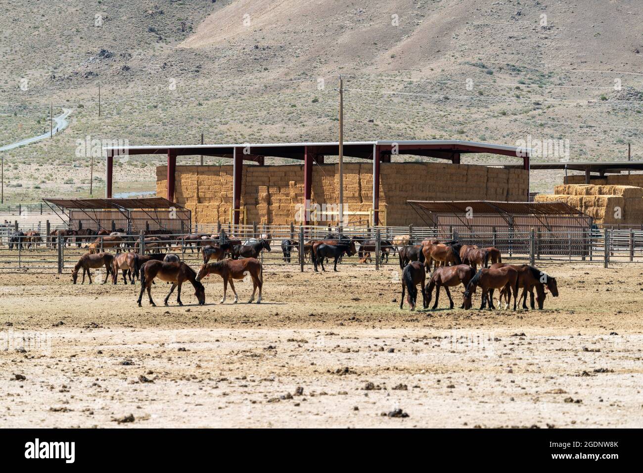 National Wild Horse and Burro Center at Palomino Valley Stock Photo - Alamy
