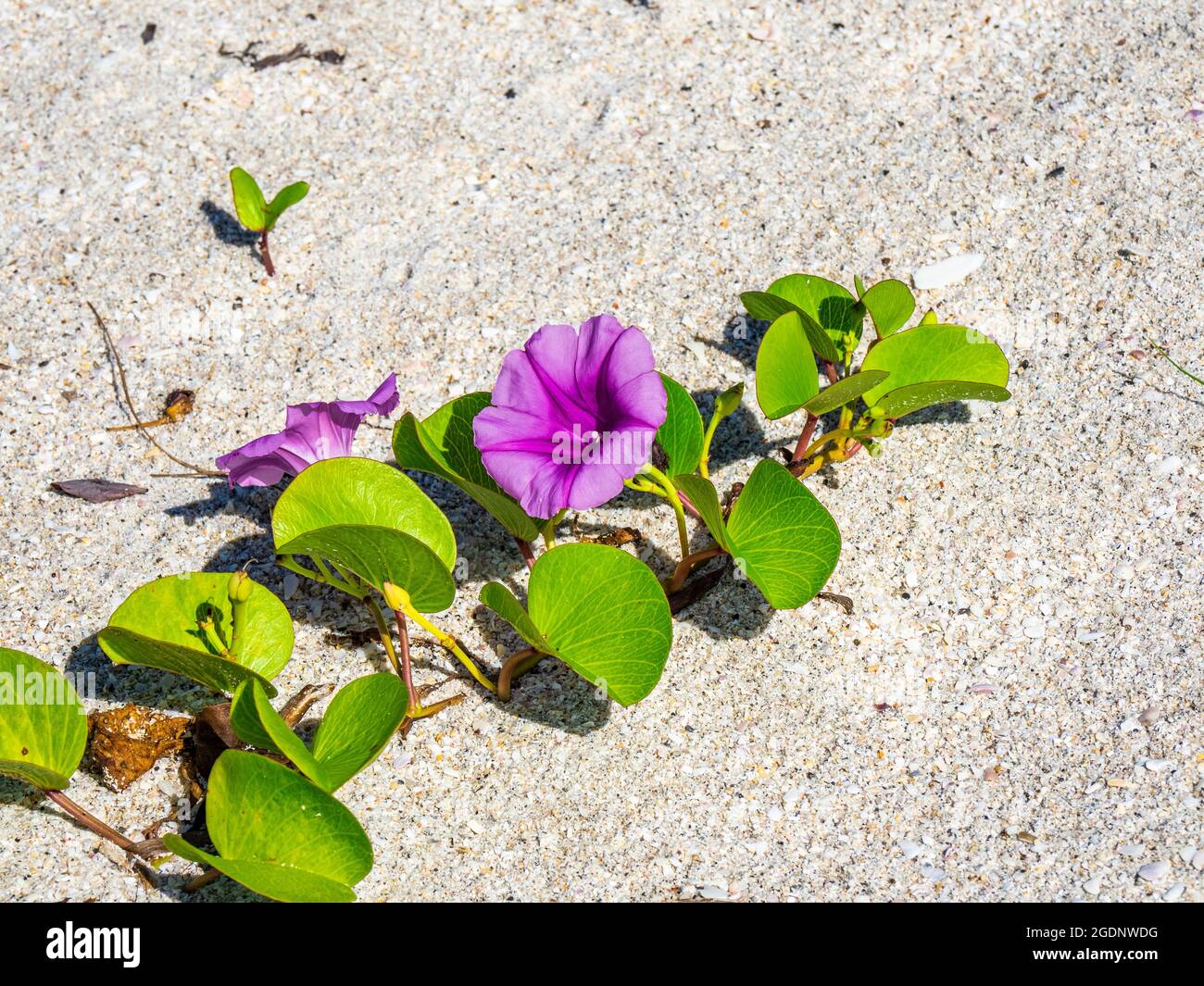 Goats foot flower hi-res stock photography and images - Alamy