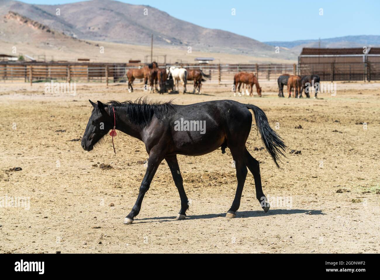 National Wild Horse and Burro Center at Palomino Valley Stock Photo - Alamy
