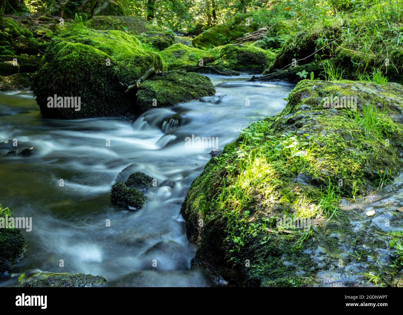River Trieb in a nature park in Vogtland Stock Photo - Alamy