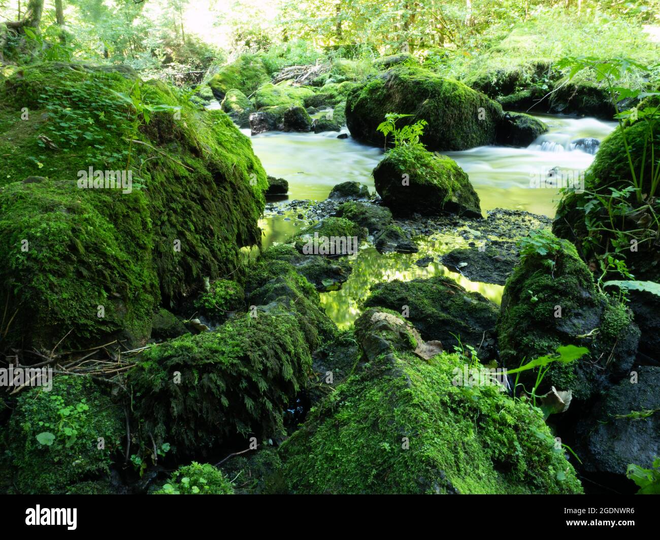 River Trieb in a nature park in Vogtland Stock Photo - Alamy