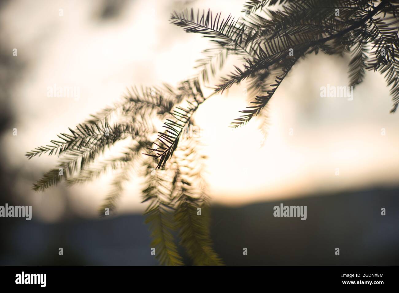 Early morning view through pine tree limbs, making nice blurry effect ...