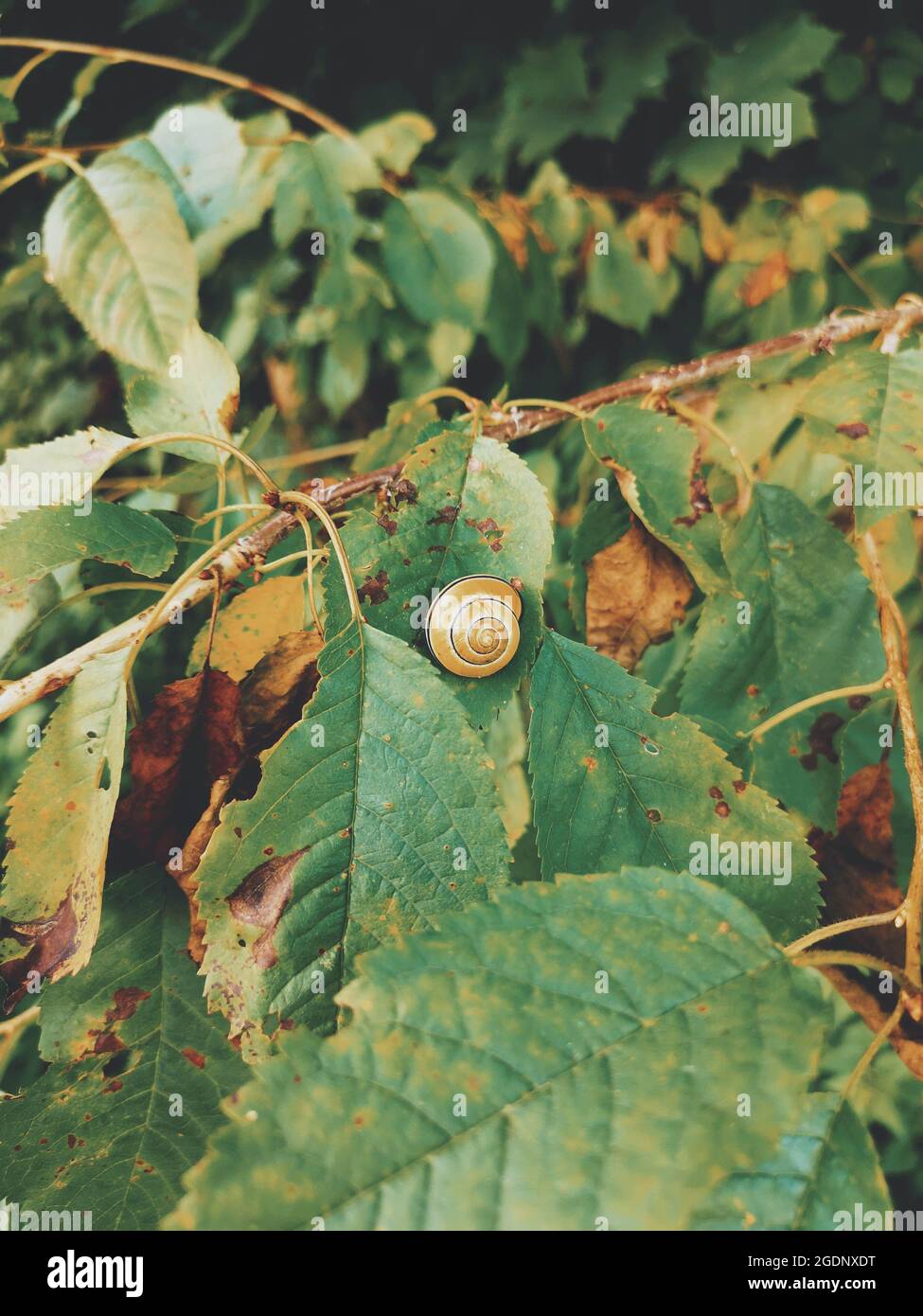 Snail on green leave hi-res stock photography and images - Alamy