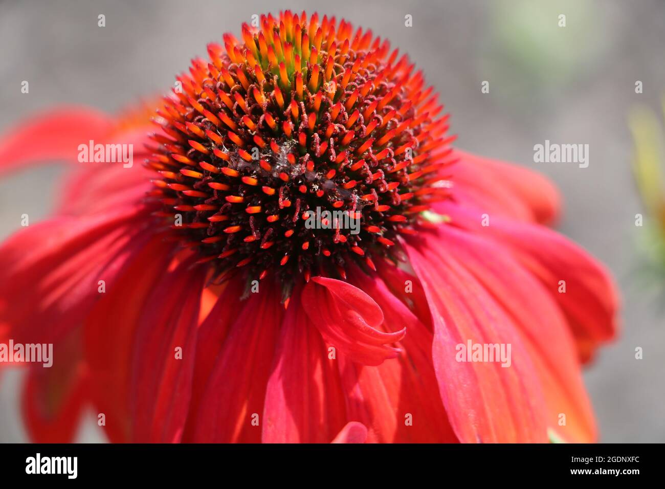 Red coneflower bloom Stock Photo - Alamy