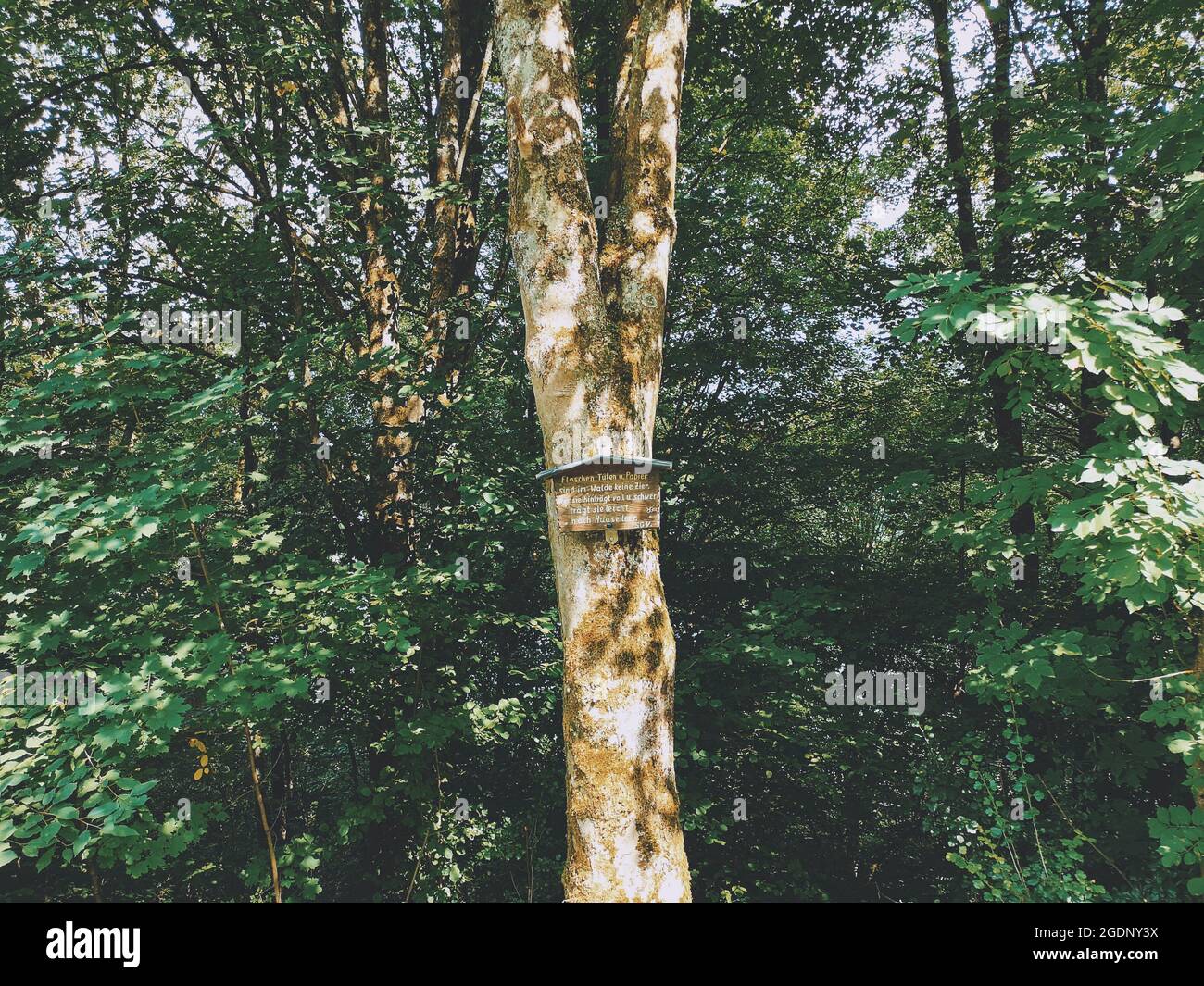 One tall tree hi-res stock photography and images - Alamy