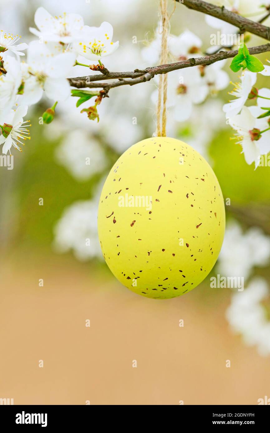 Easter eggs hanging on blooming cherry tree in the garden. Spring decor ...