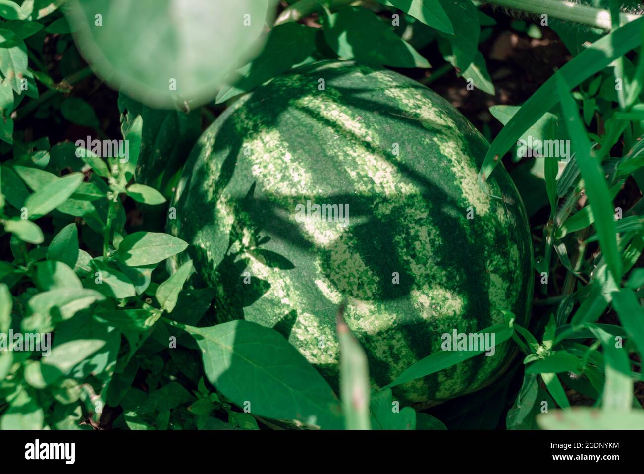Close up of watermelon bush, on a farm. Background fresh's young plant ...