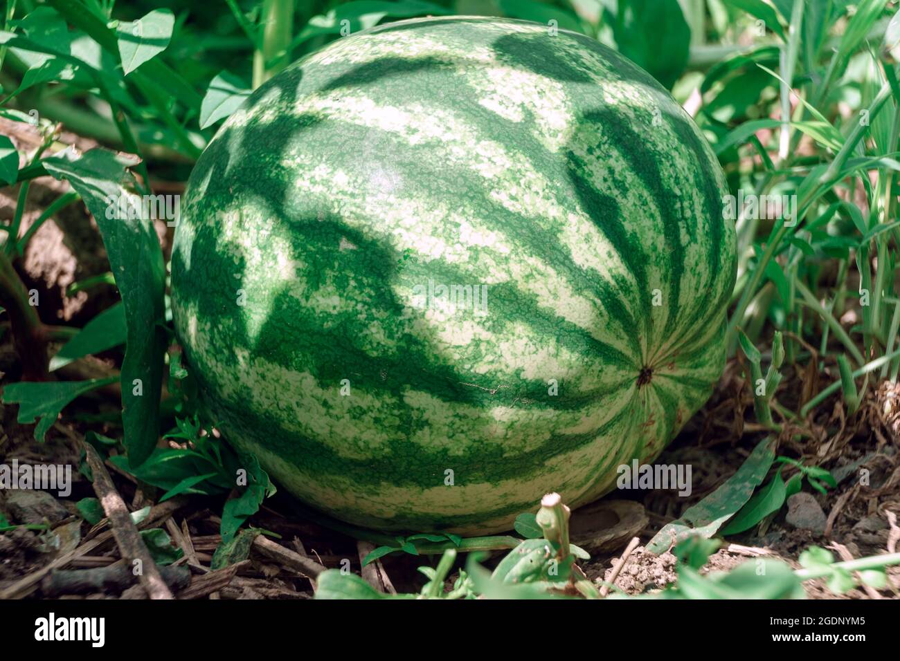 Close up of watermelon bush, on a farm. Background fresh's young plant ...