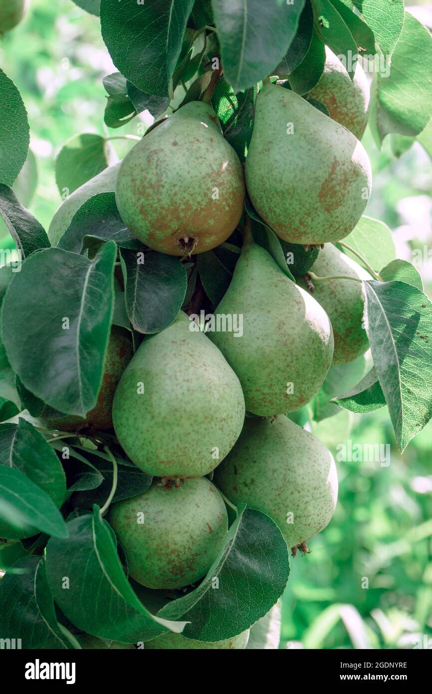 Beautiful fresh big young pears growing on a tree. Close up Stock Photo ...