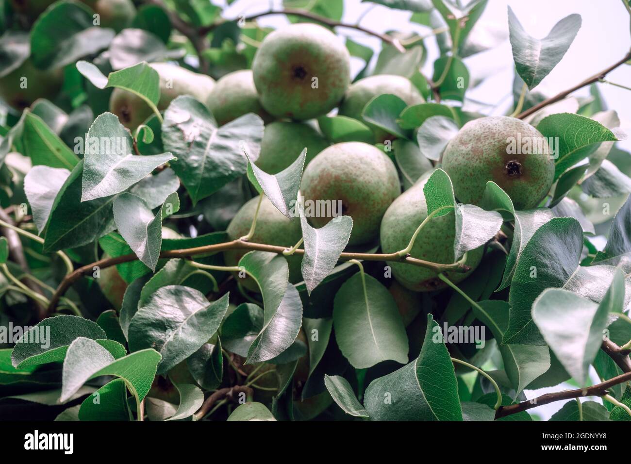 Beautiful fresh big young pears growing on a tree. Close up Stock Photo ...