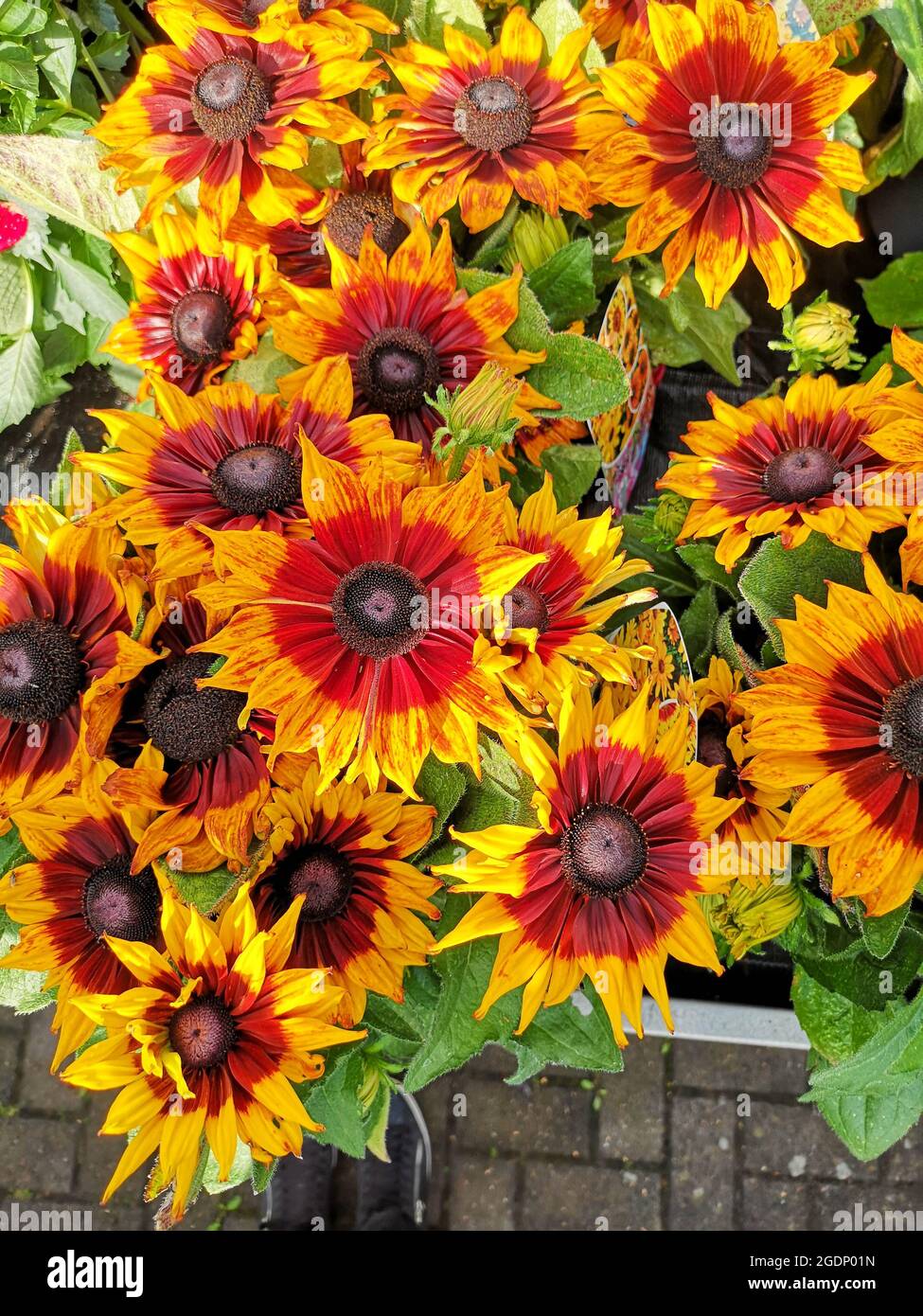 Red and yellow flowers Stock Photo - Alamy