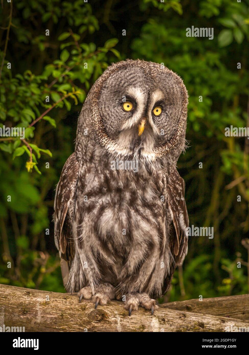 Great grey owl sitting on a tree branch Stock Photo - Alamy