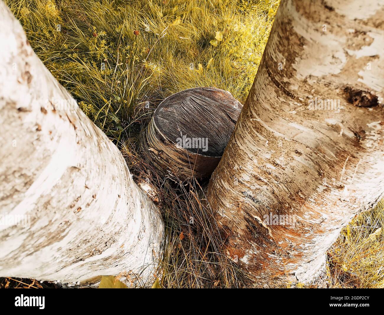 Tree trunks from above one is cut Stock Photo - Alamy
