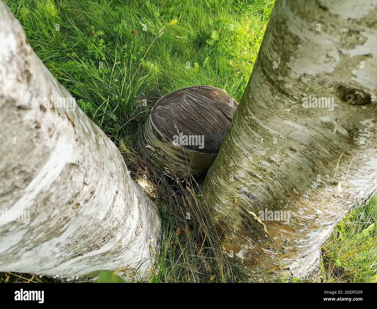 Tree trunks from above one is cut Stock Photo - Alamy