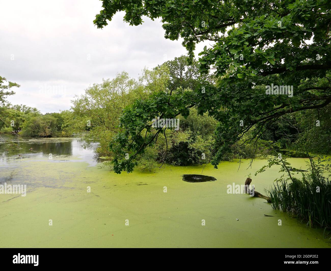 An attractive lake, with the rivers Colne and Frays running alongside ...
