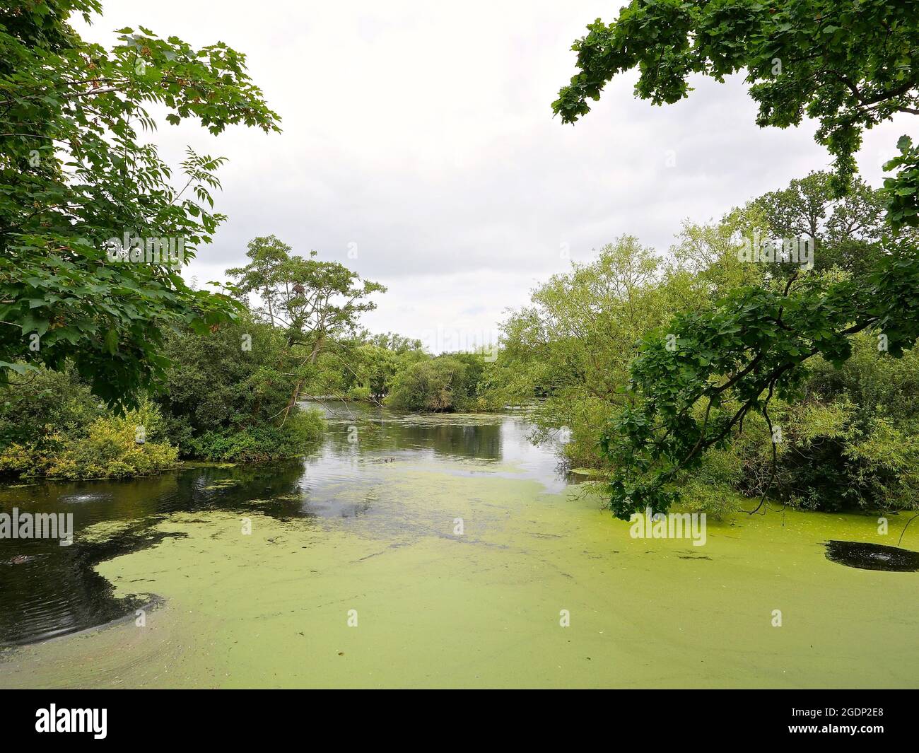 An attractive lake, with the rivers Colne and Frays running alongside ...