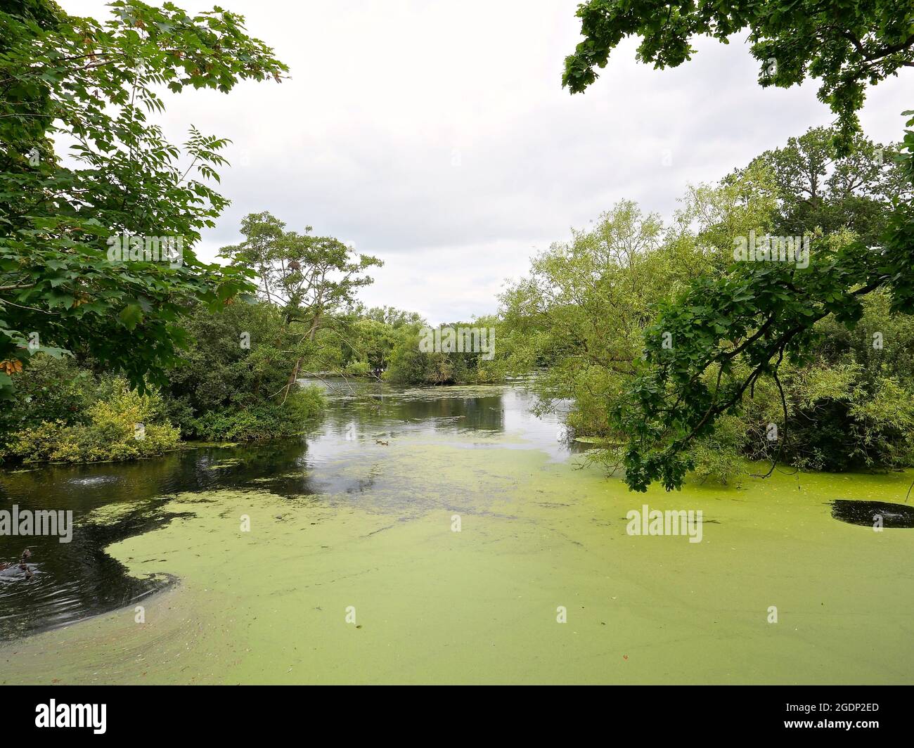 An attractive lake, with the rivers Colne and Frays running alongside ...