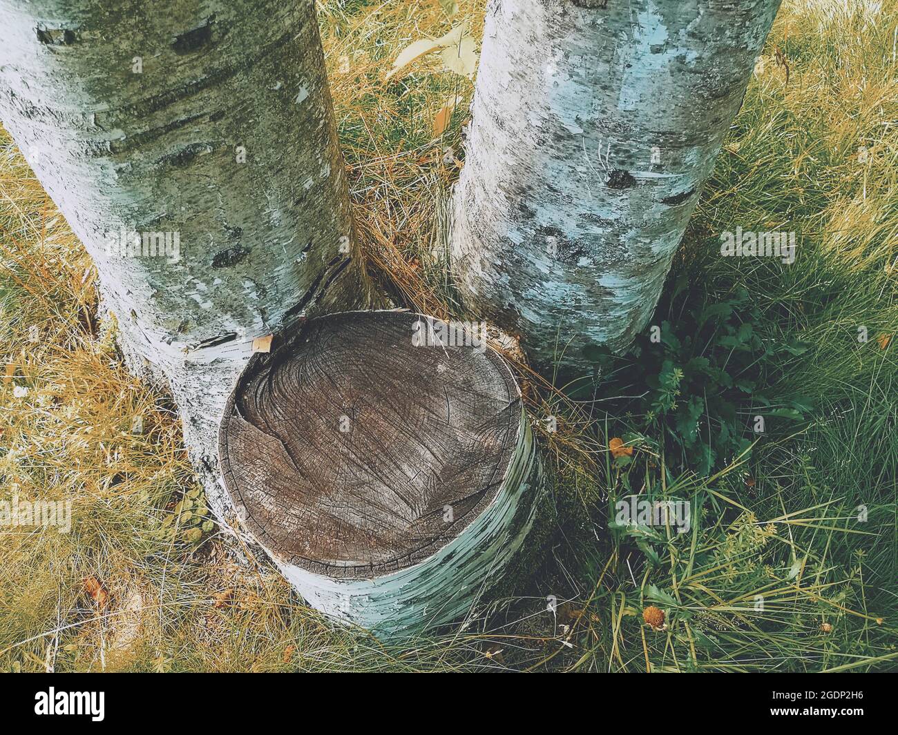 Missing tree trunks hi-res stock photography and images - Alamy