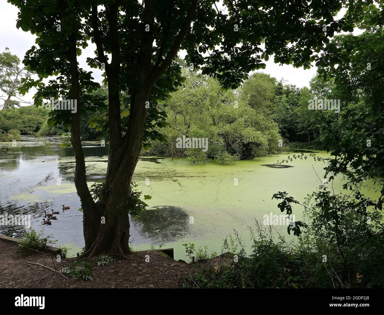 An attractive lake, with the rivers Colne and Frays running alongside ...