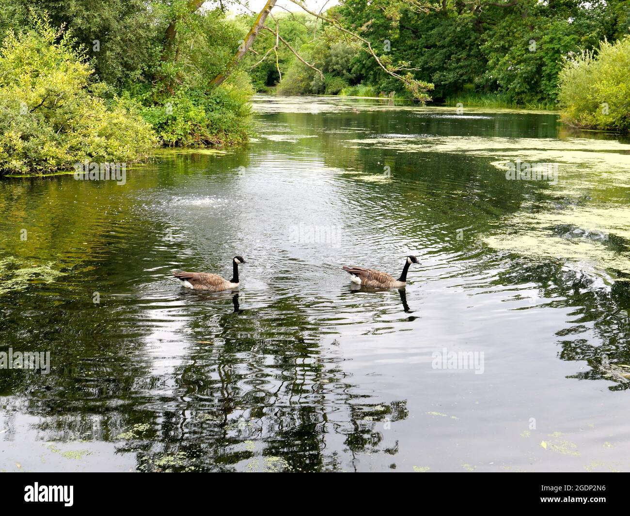 An attractive lake, with the rivers Colne and Frays running alongside ...