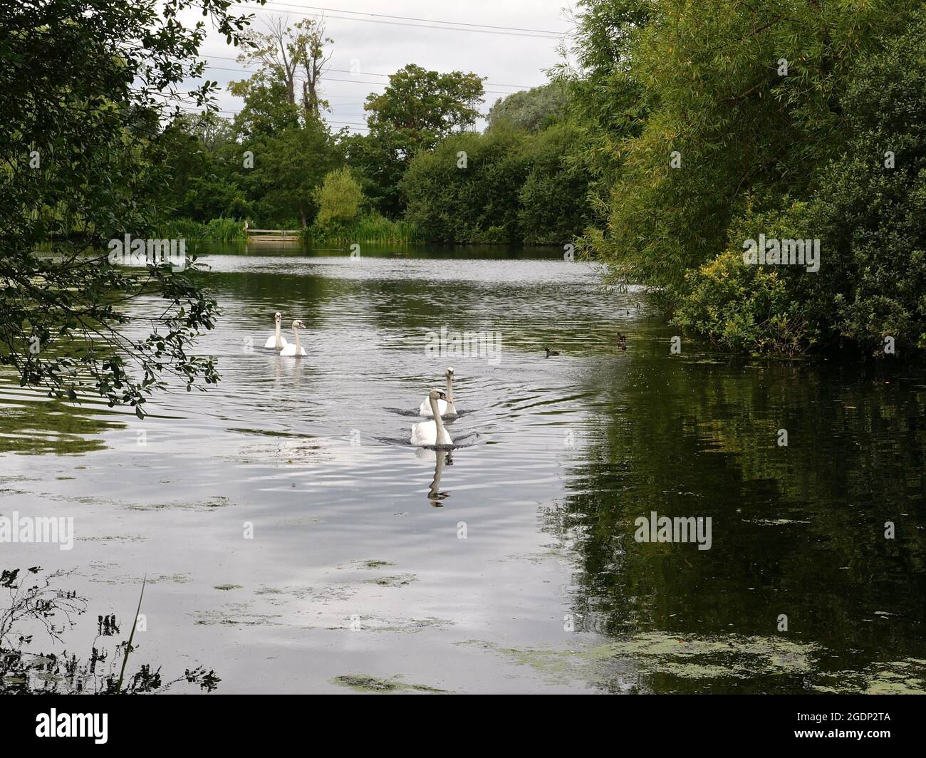 An attractive lake, with the rivers Colne and Frays running alongside ...