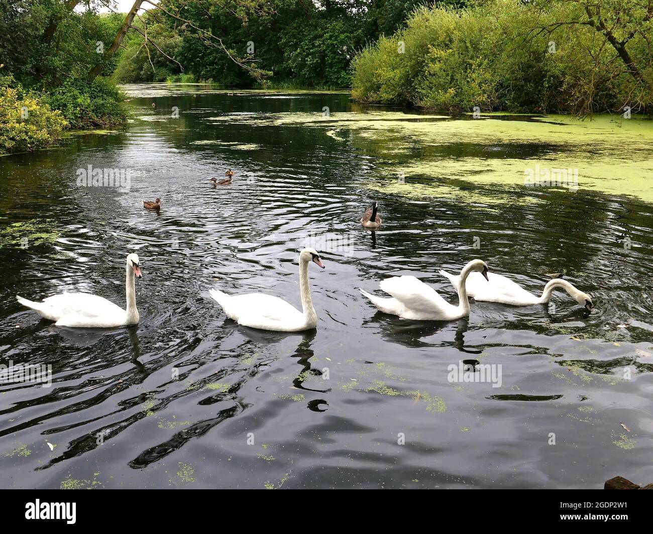 An attractive lake, with the rivers Colne and Frays running alongside ...
