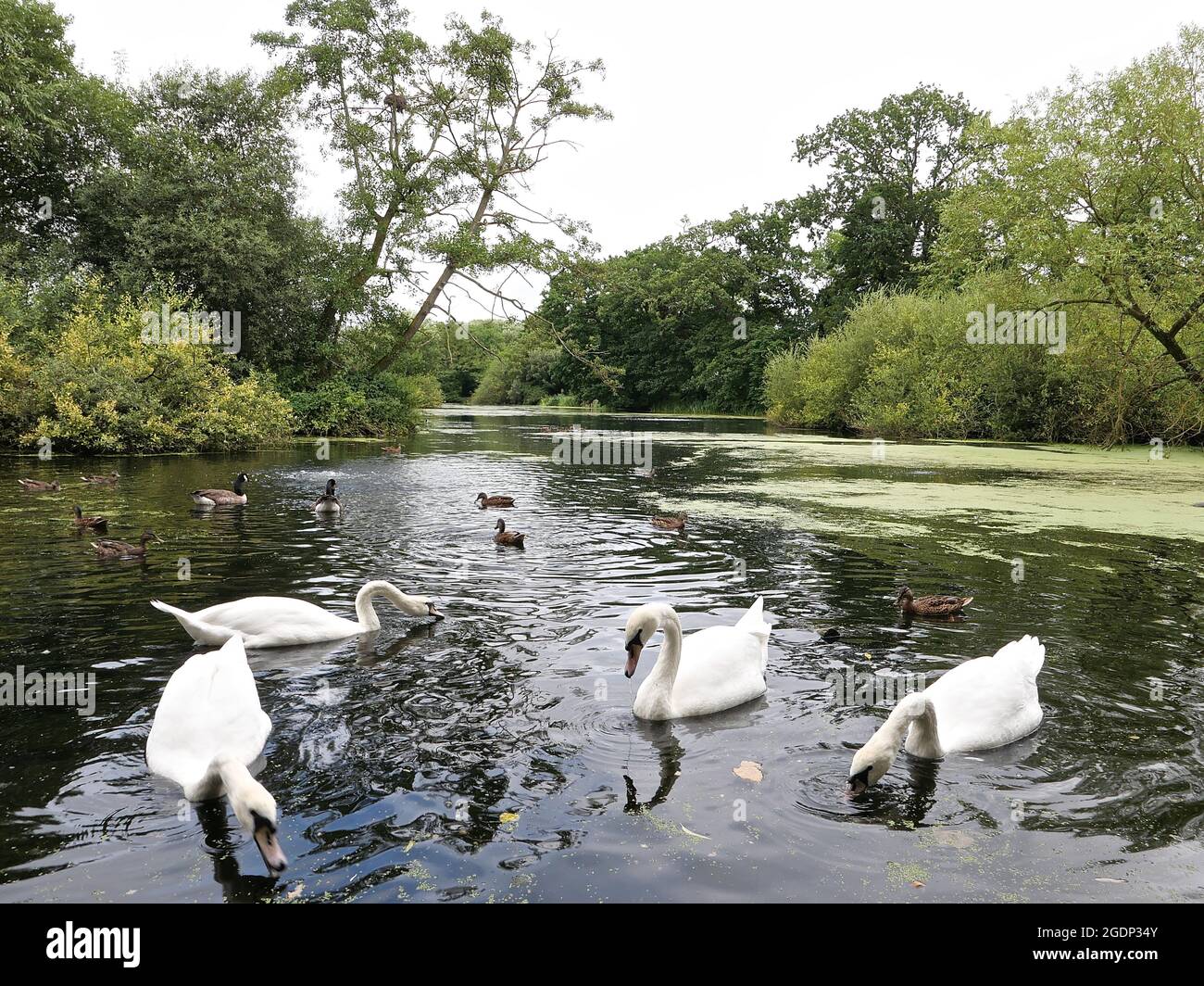 An attractive lake, with the rivers Colne and Frays running alongside ...