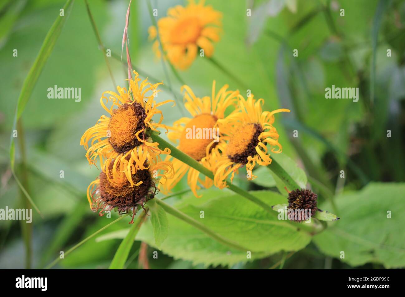 Native to himalayas of xinjiang hi-res stock photography and images - Alamy